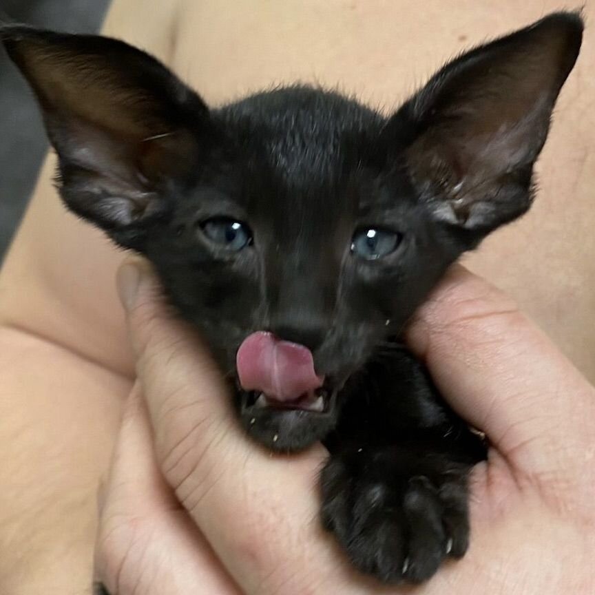 Ориентальный котёнок