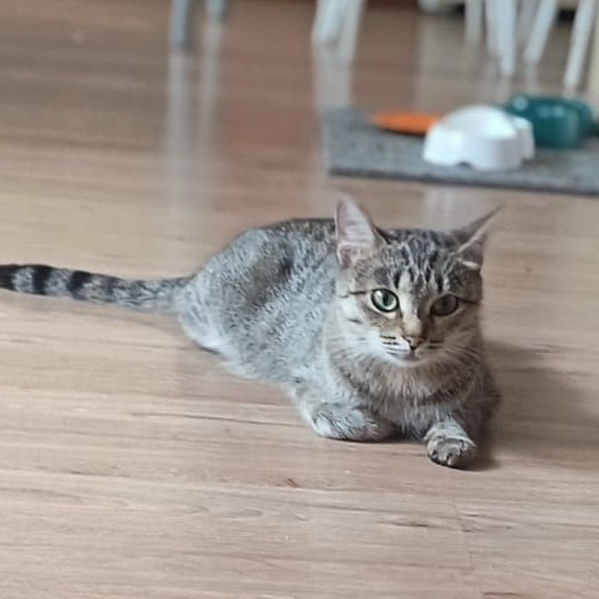 Кошка