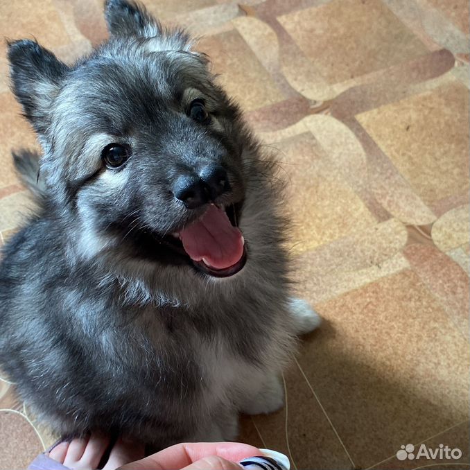 Кавказская овчарка смесь с хаски