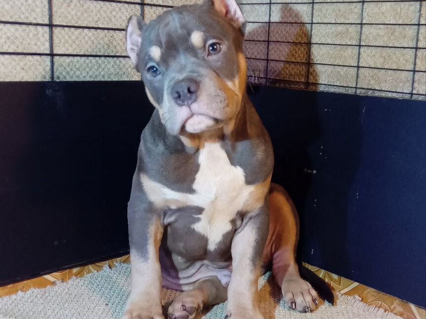 Американский бульдог