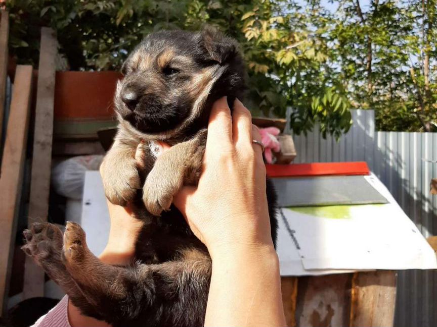 Щенок