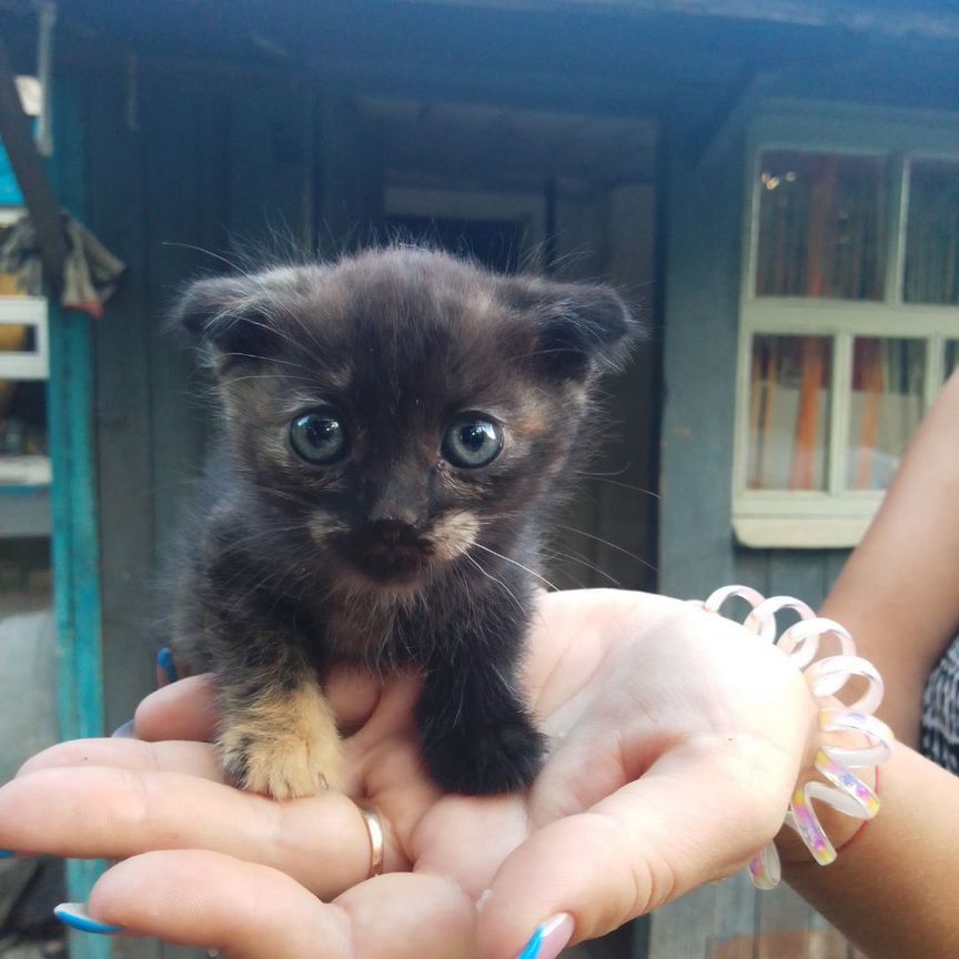 Котята в добрые руки бесплатно, девочка
