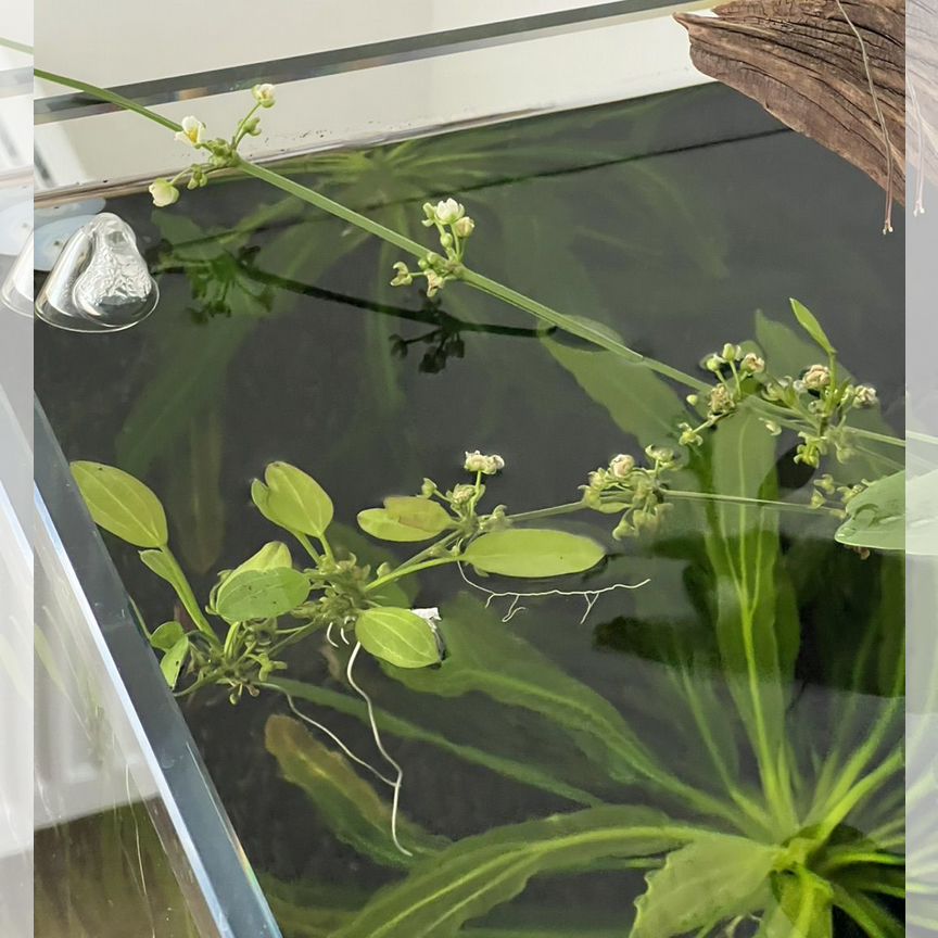 Аргентинский эхинодорус