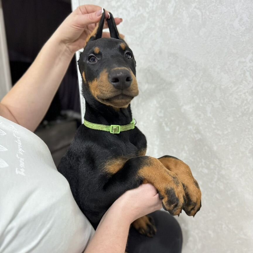 Доберманчики