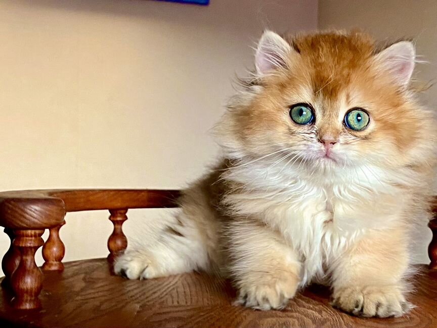 Британская шиншилла