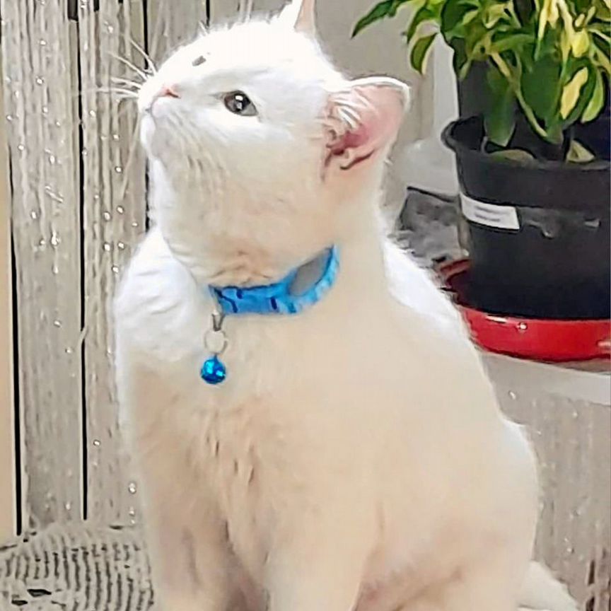 Кошка