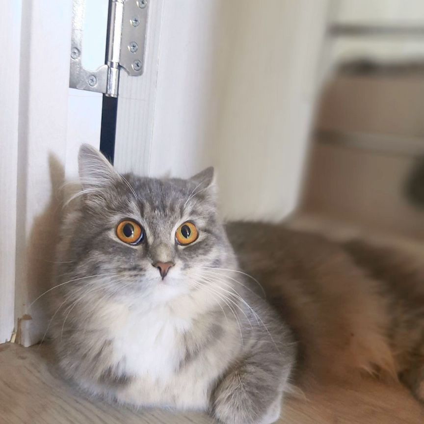 Кошечка ласковая