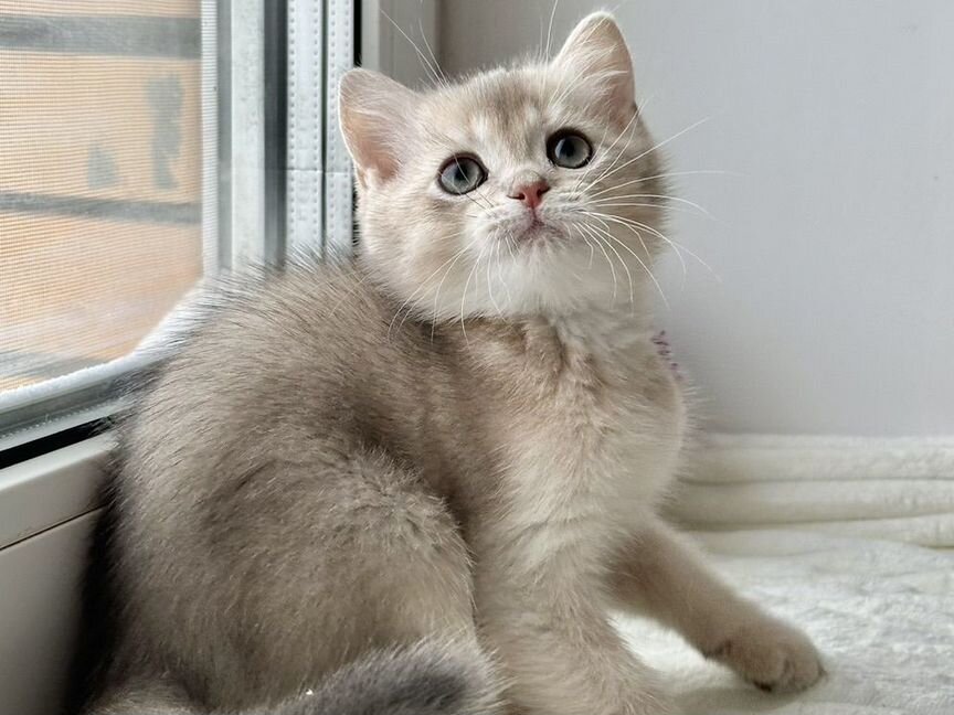 Красивый котик голубая золотая шиншилла ау11