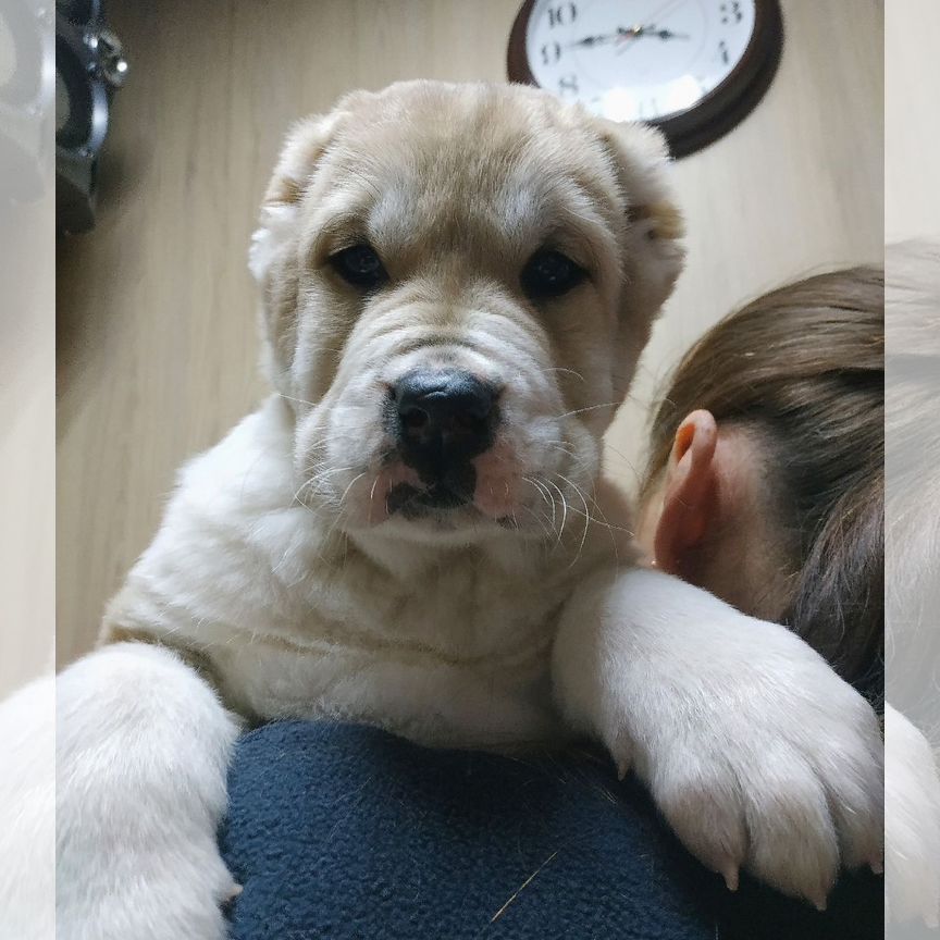 Среднеазиатская овчарка, щенок