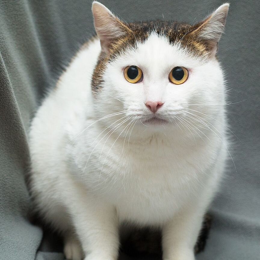 Котик Тишка спокойный и добрый