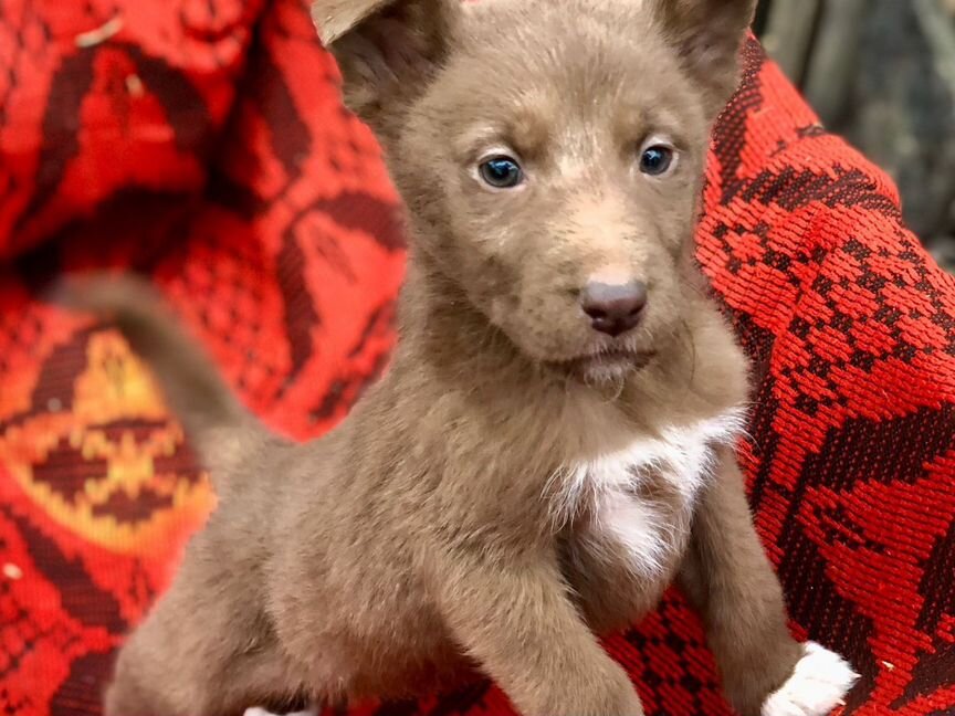 Собака в добрые руки отдам бесплатно