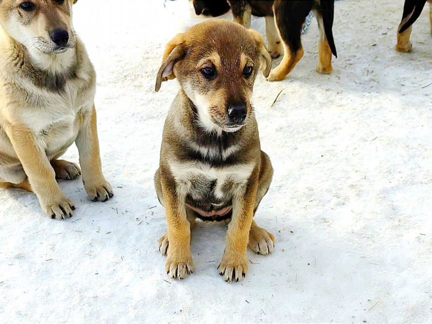 Щеночка в поисках дома