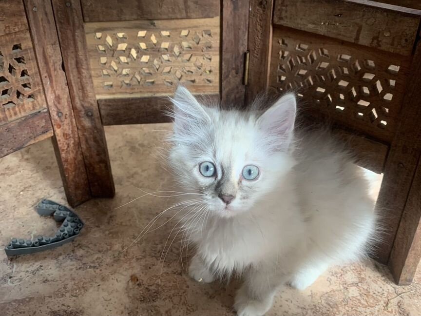 Тайская кошечка