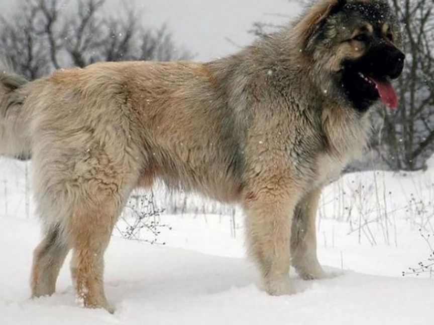 Кавказская овчарка