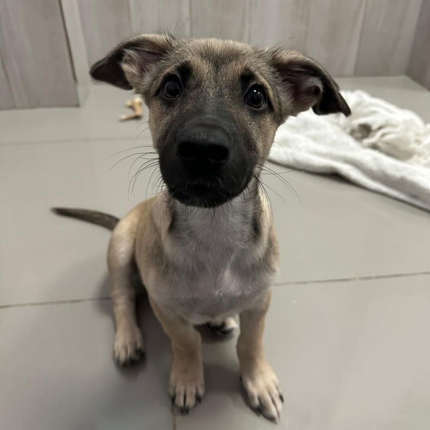 Крохотный короткооапик Сахарочек в поиске семьи