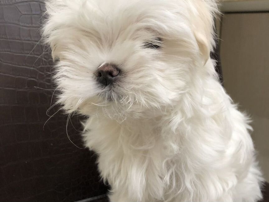 Щенки мальтезе мини