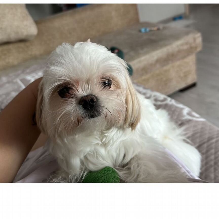 Мальтипу мини