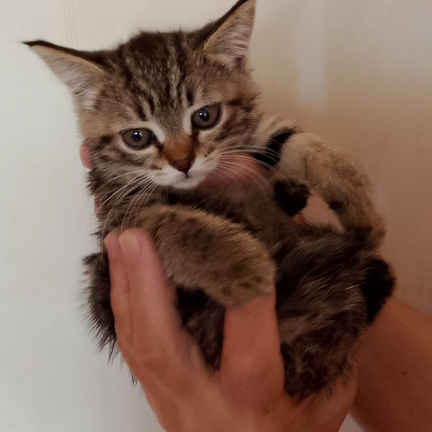 Котёнок от частного владельца