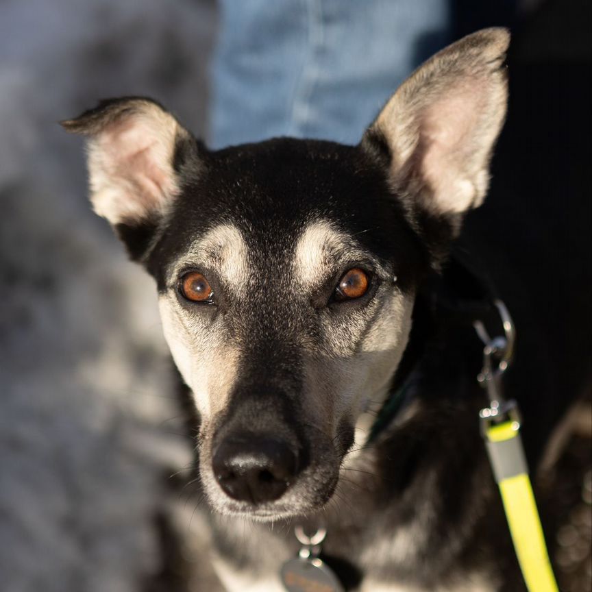 Добрый пёс спасенный с улицы в самые хорошие руки