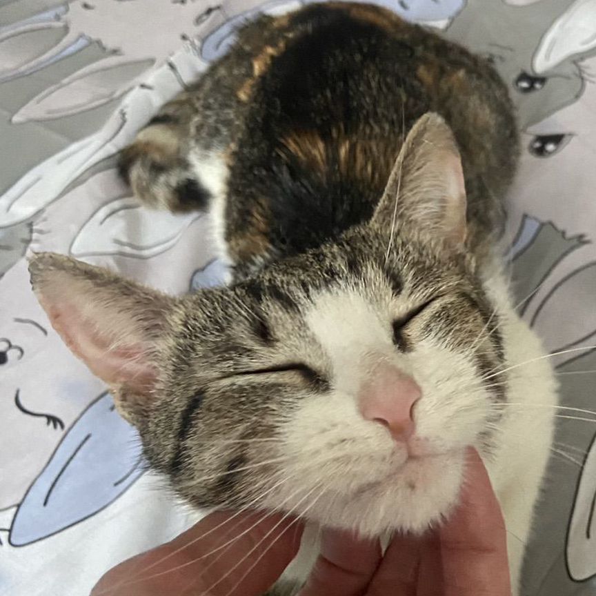 Взрослая, кошка в добрые руки