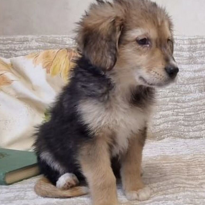 Щенок в добрые руки