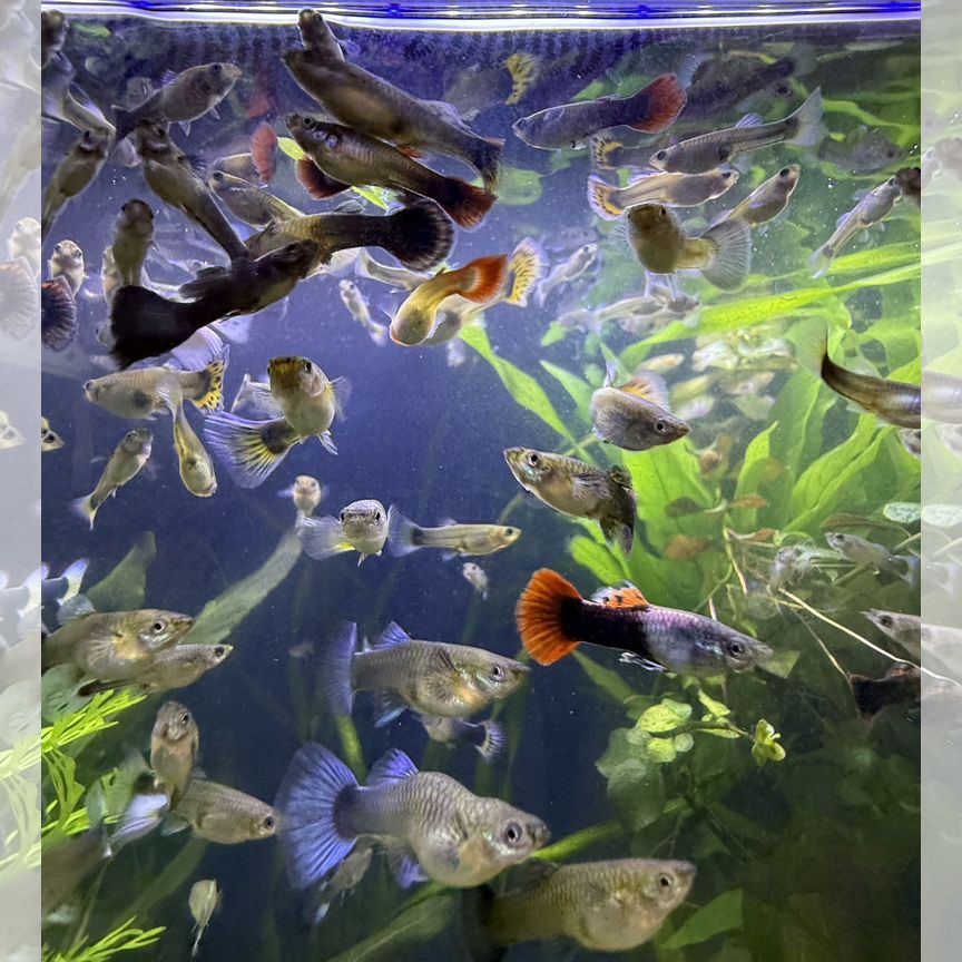 Аквариумные рыбки гуппи