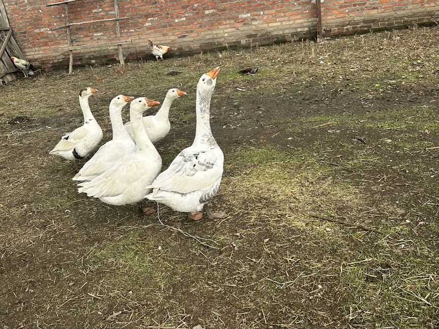 Гуси молодые