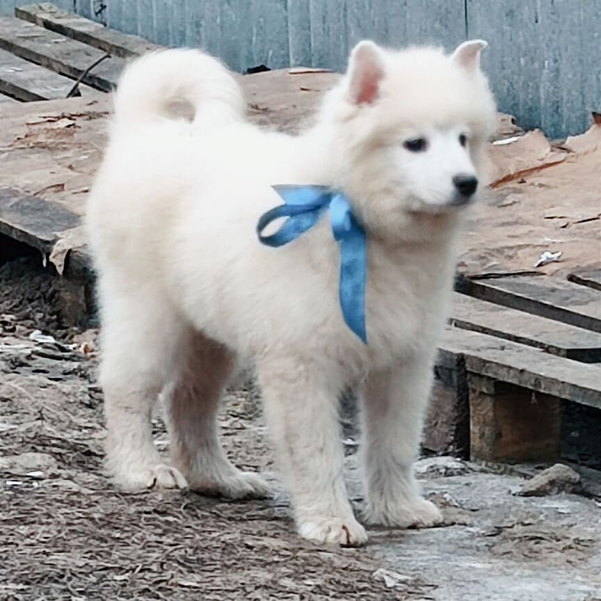 Щенок самоеда, кобель, РКФ