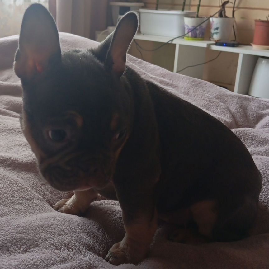 Французский бульдог, щенок