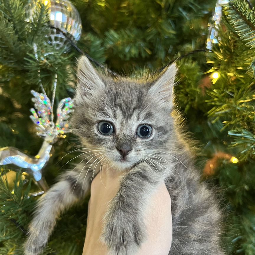 Котята в добрые и ответственные руки