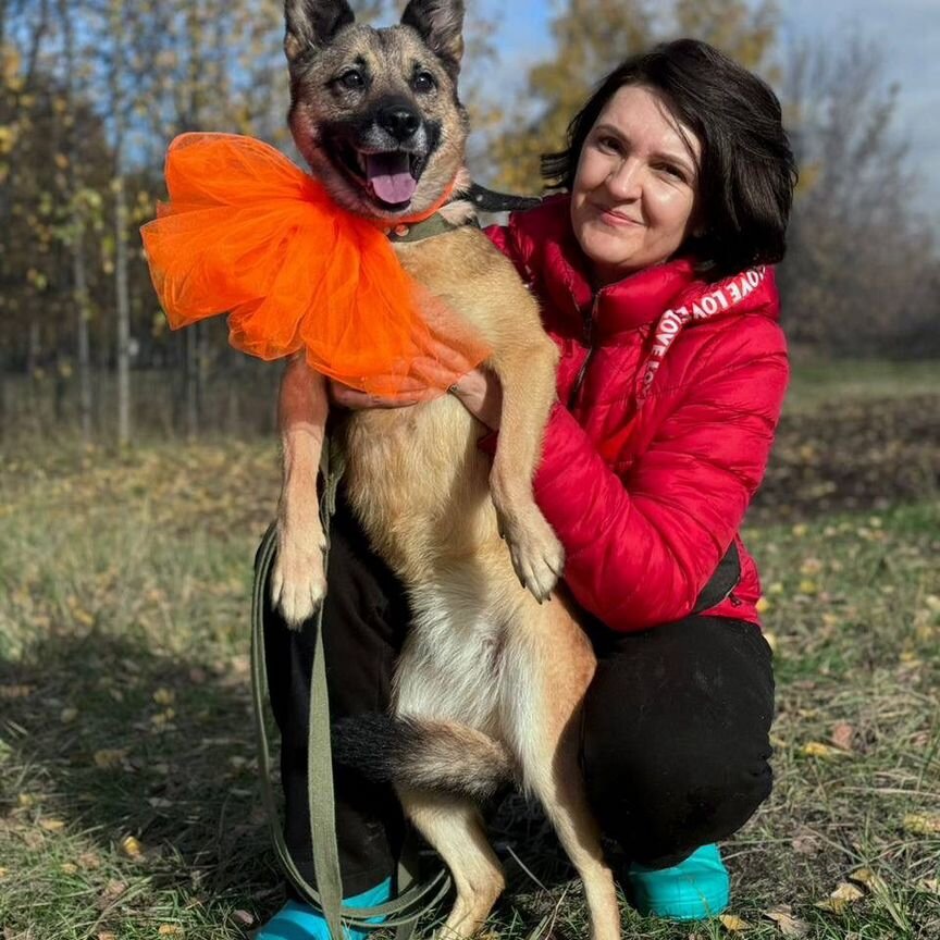 Взрослая собака в добрые руки