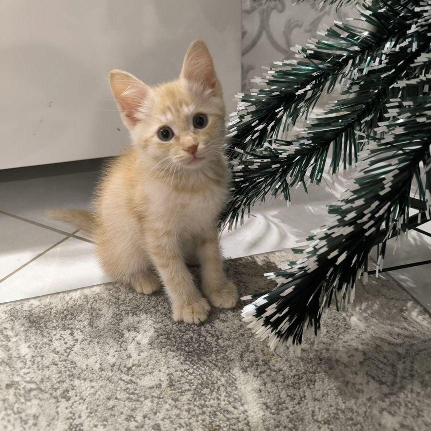 Рыженький котёнок