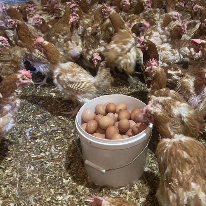 Куры годовалые