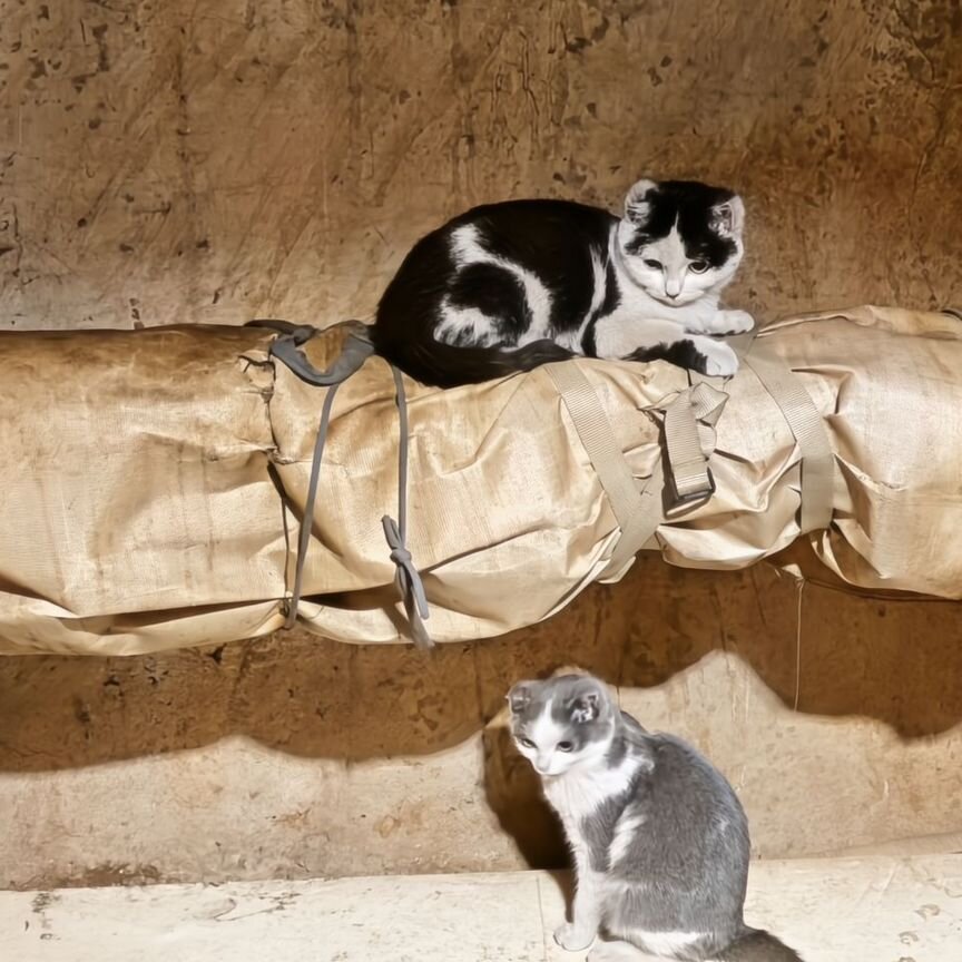 Котёнок в добрые руки