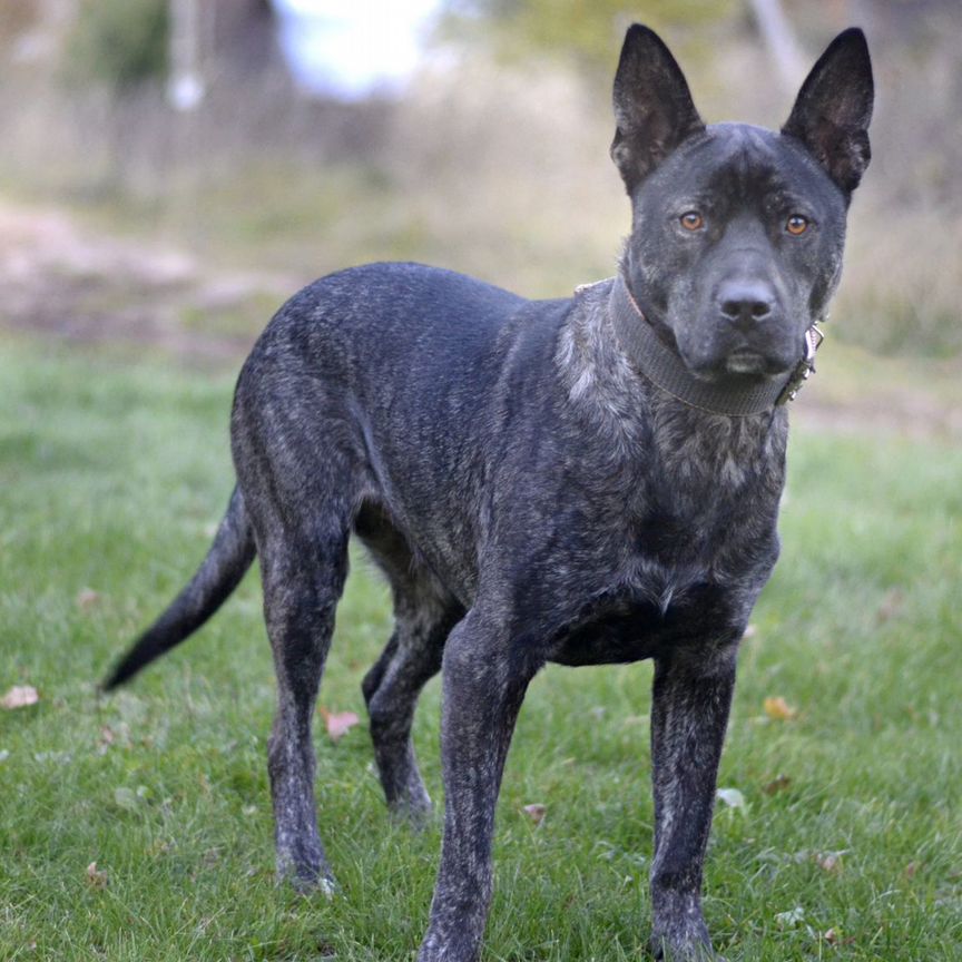 Собака тигрового окраса в добрые руки