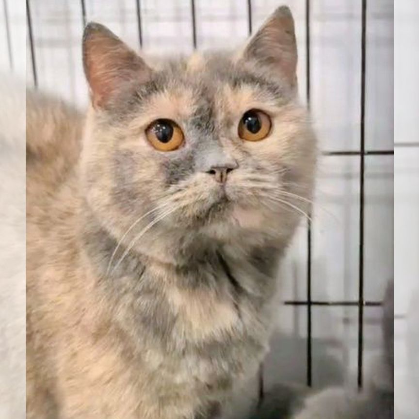 Взрослая, кошка в добрые руки