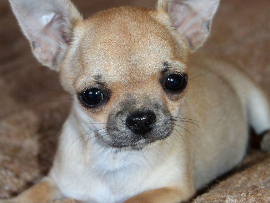 Чихуахуа девочка стандарт