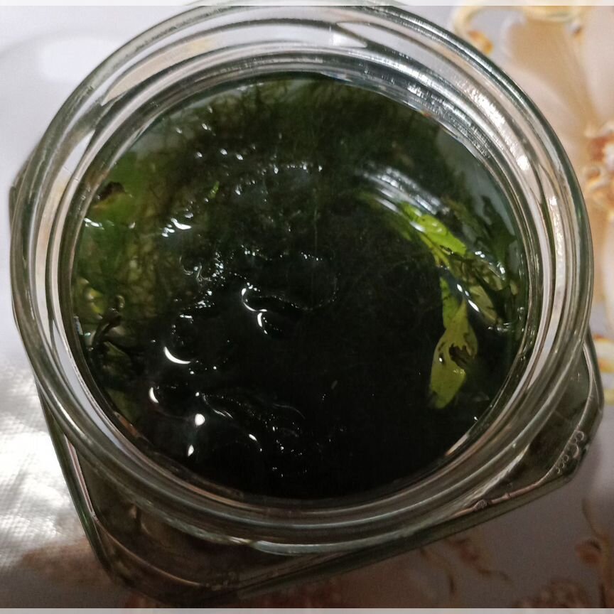 Отдам растения для аквариума