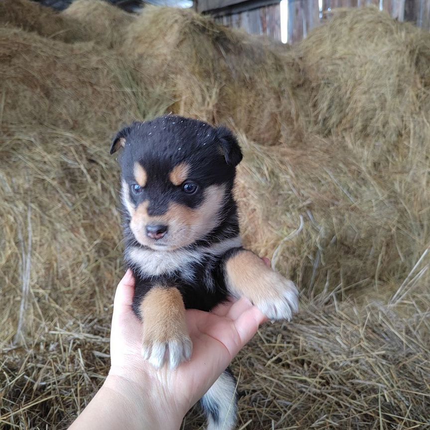 Щенок в добрые руки