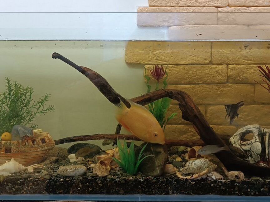 Аквариум с рыбками (100 л.)