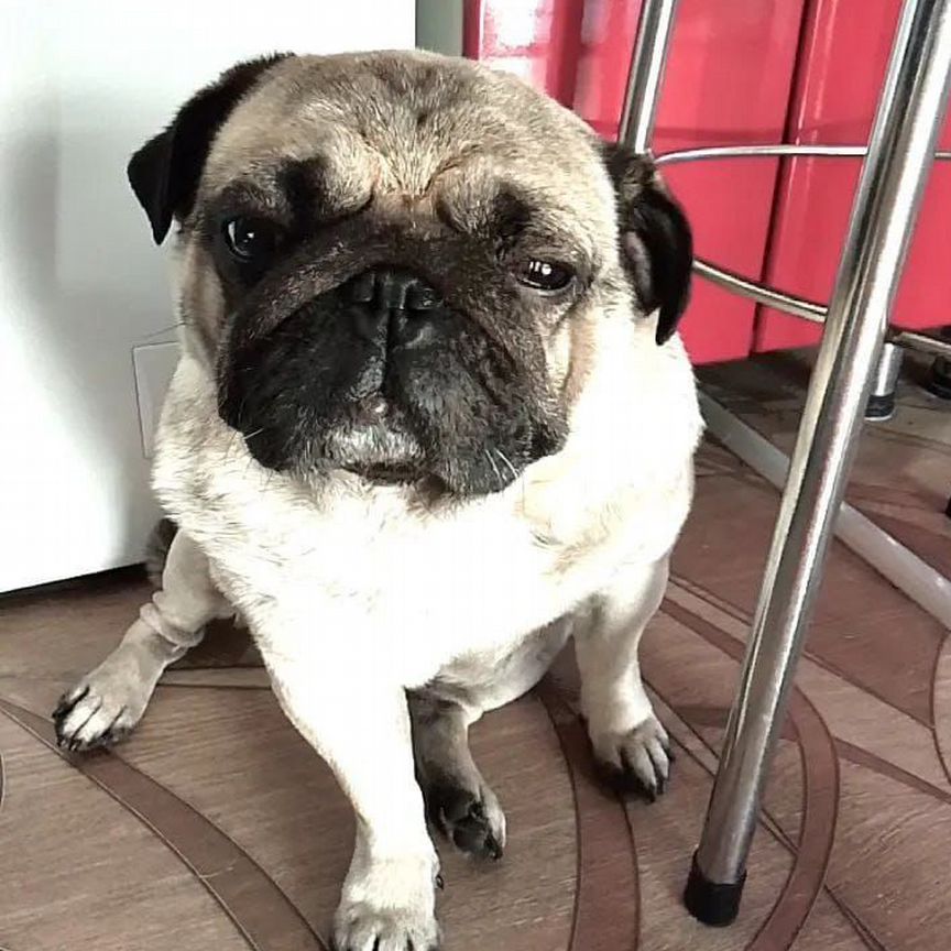 Мопс, взрослая собака