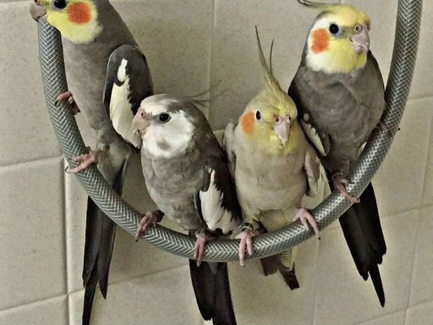 Попугай корелла