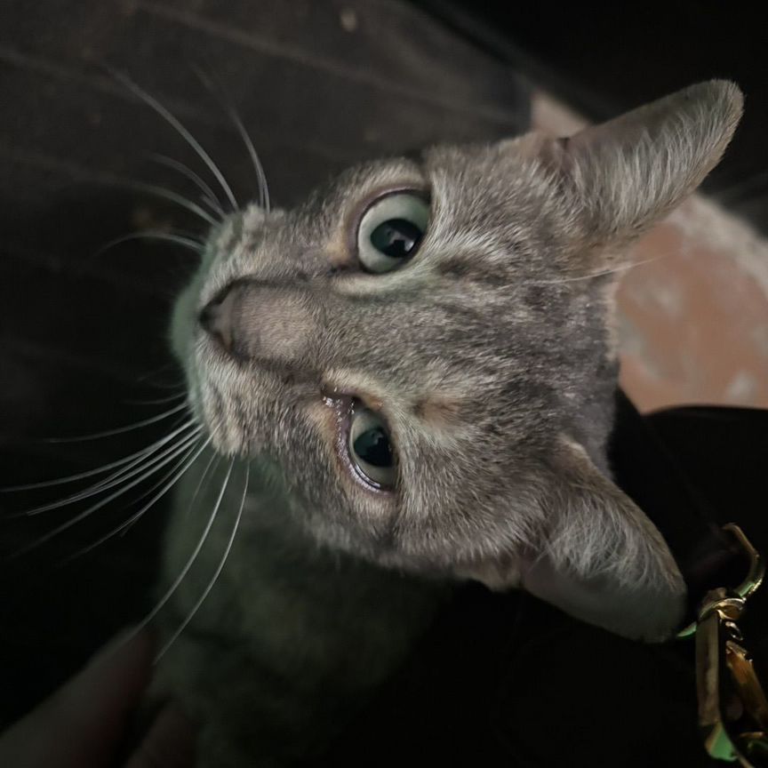 Котики бесплатно