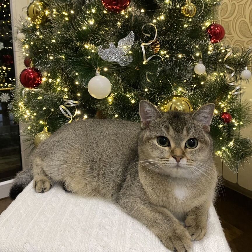 Кошечка ищет жениха