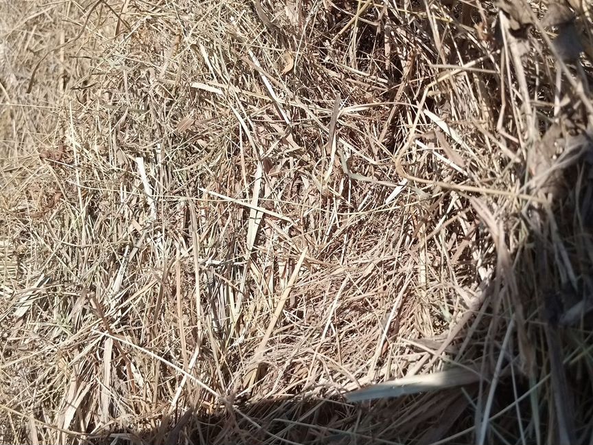 Сено нового урожая 200 кг, 1500 тыс