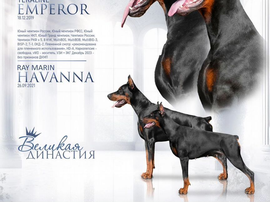 Щенки добермана