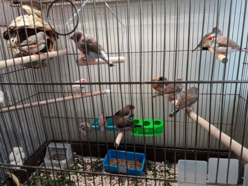 Амадины зебровые