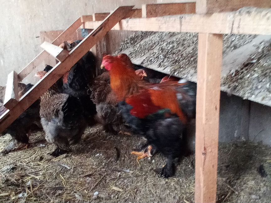 Куры породы брама куропатчатая, молодняк