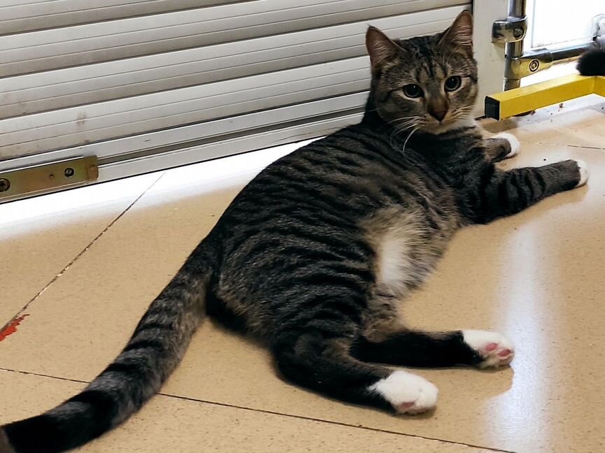 Котик красивый 7мес в зоотоварах