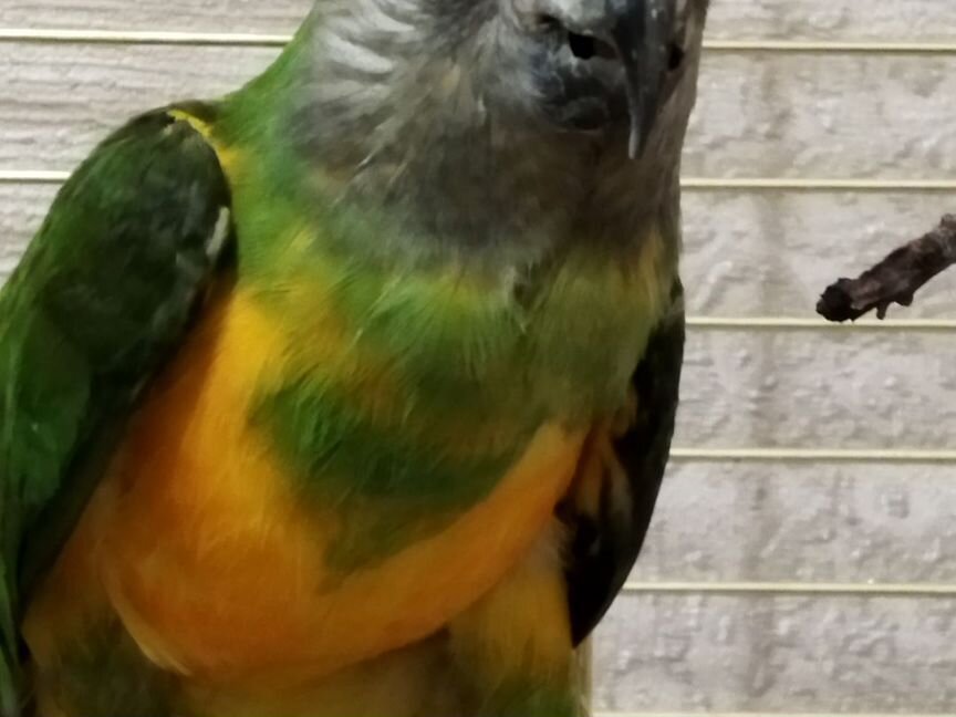 Синегальский попугай